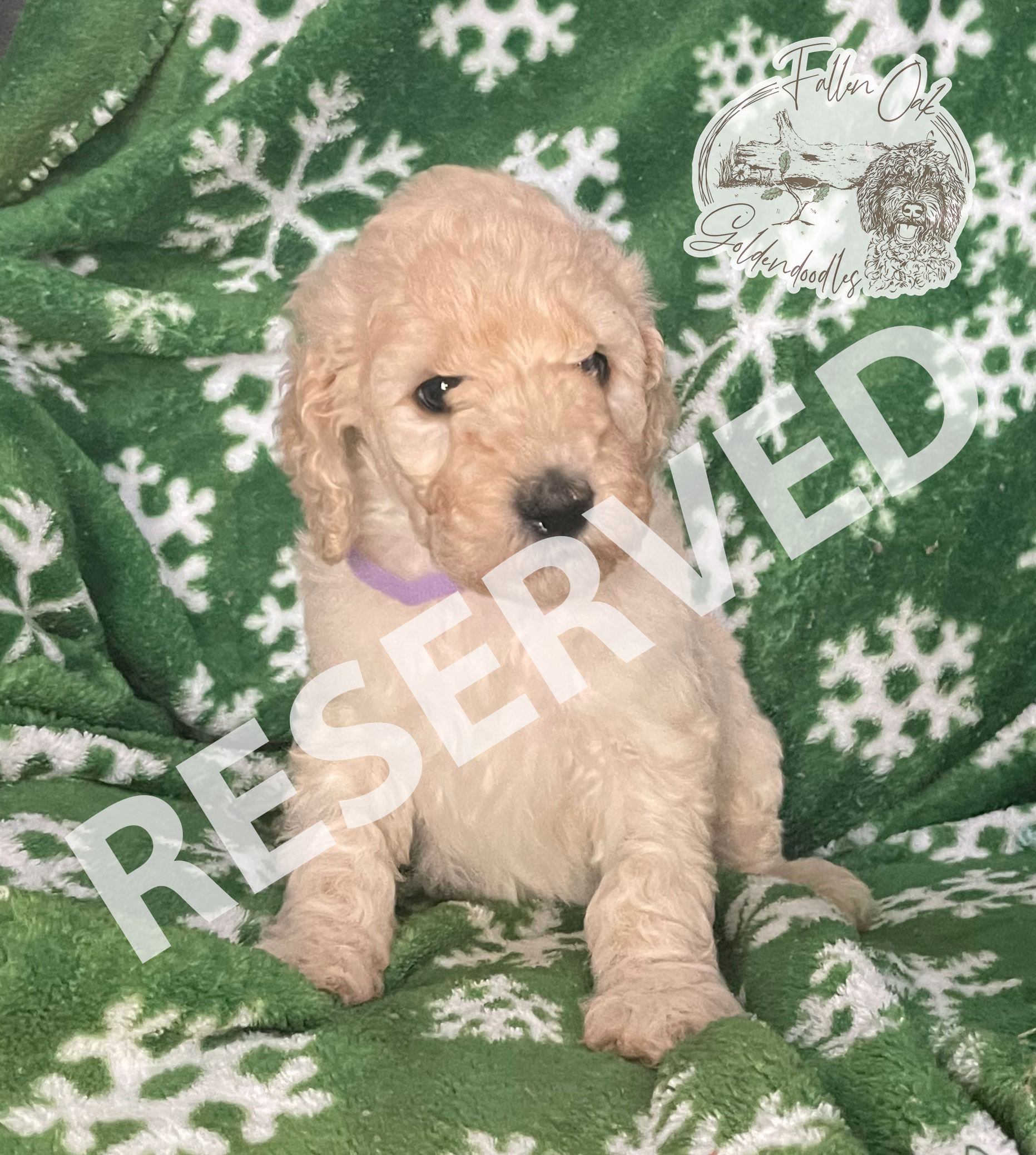 Puppies | Fallen Oak Golden Doodles